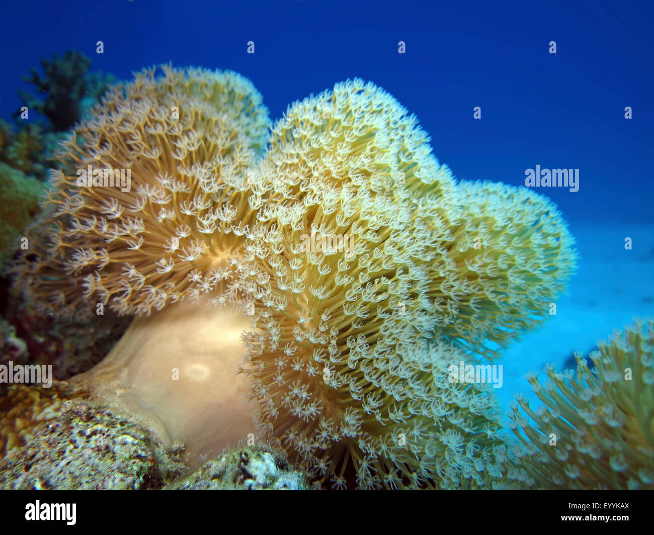 Alcyoniidae hi-res stock photography and images - Alamy
