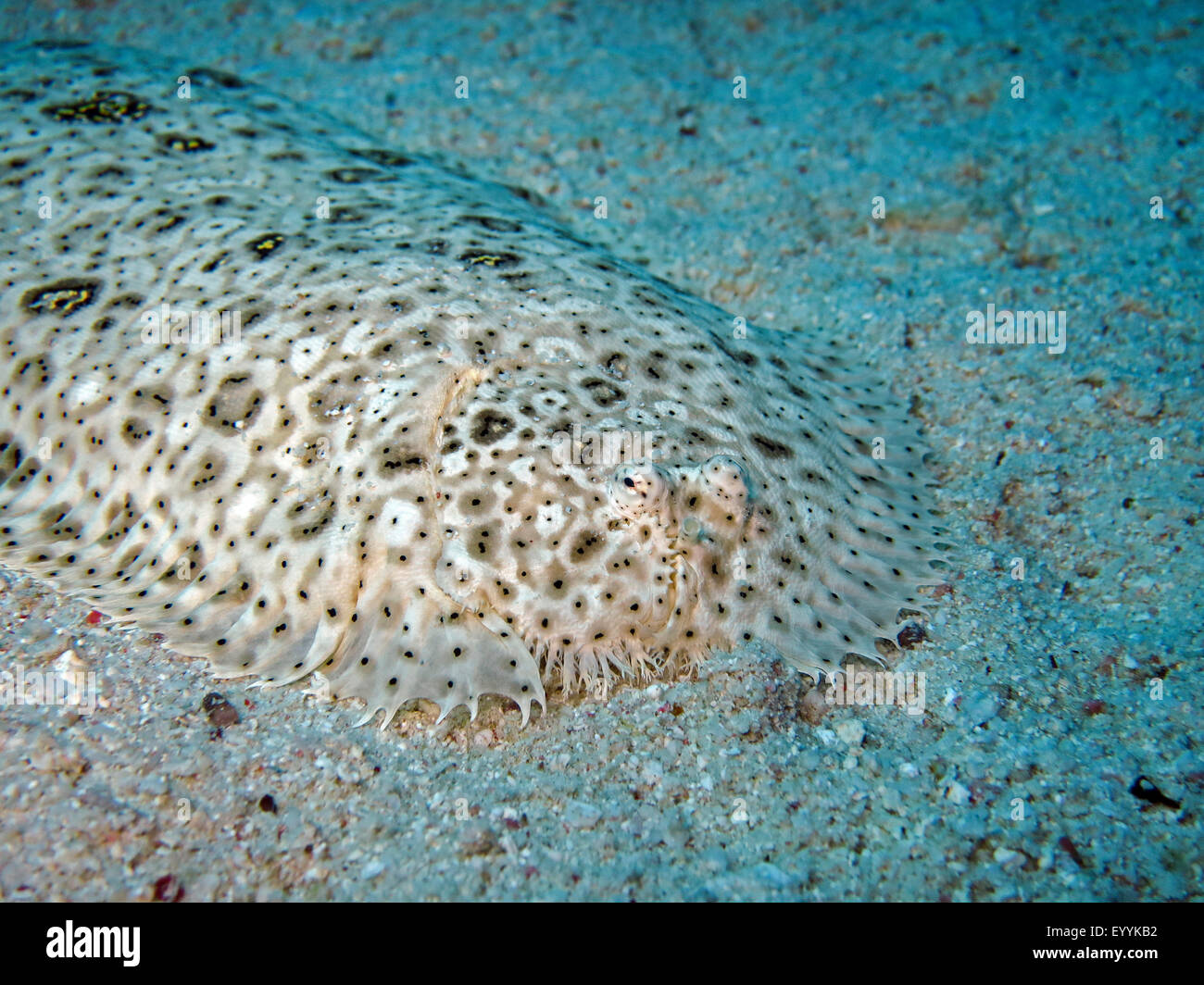 Red Sea Moses sole (Pardachirus marmoratus), on sea ground, Egypt, Red ...