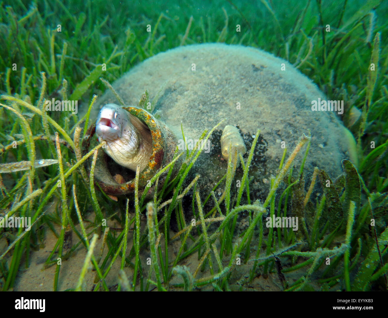 Geometric moray, Peppered moray (Gymnothorax griseus), Peppered moray ...