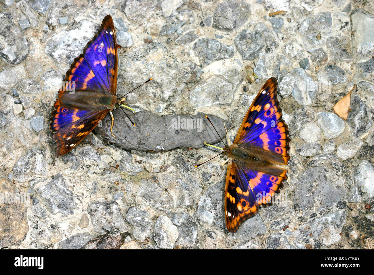Lesser Purple Emperor (Apatura ilia, Apatura barcina), Lesser Purple ...