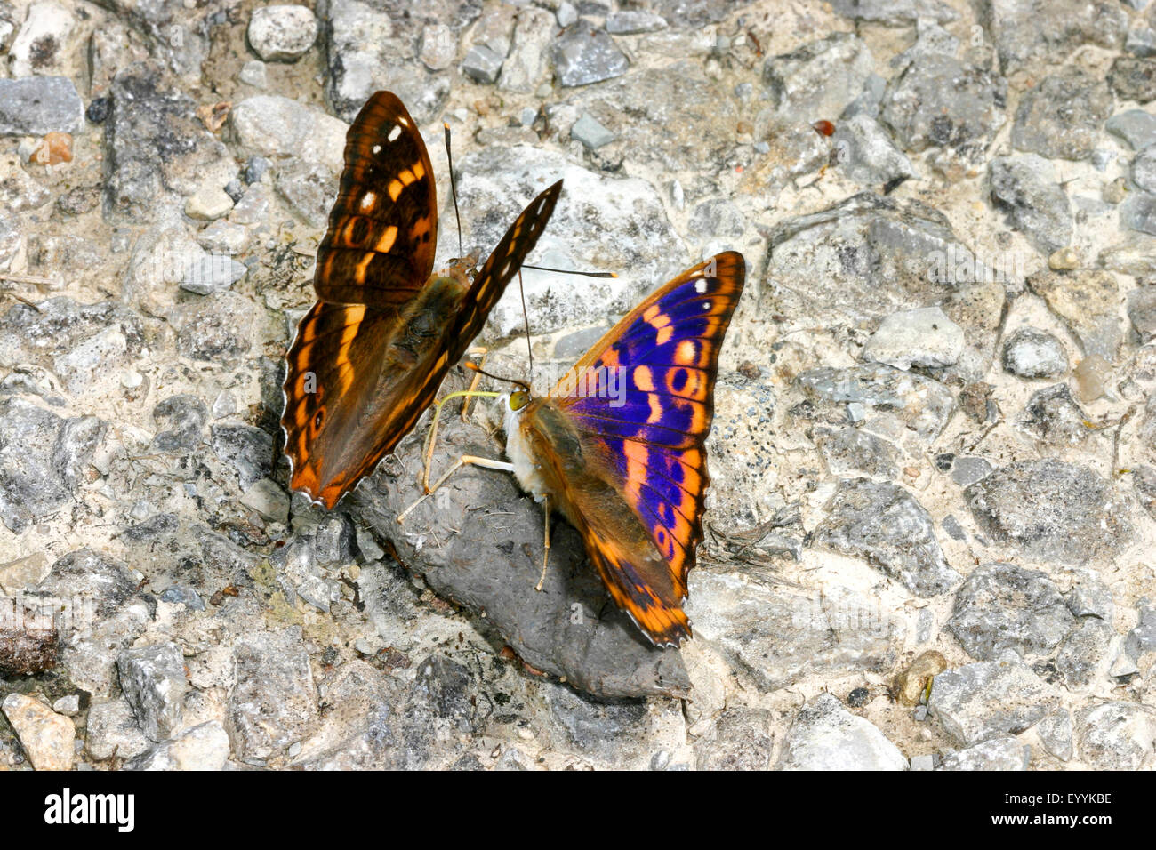 Lesser Purple Emperor (Apatura ilia, Apatura barcina), two Lesser ...