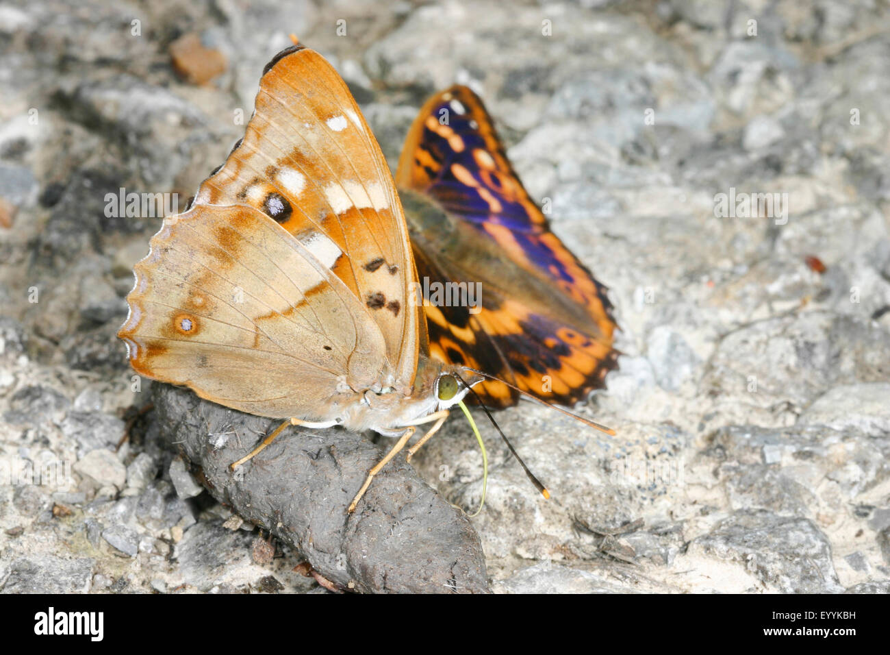 Lesser Purple Emperor (Apatura ilia, Apatura barcina), two Lesser ...