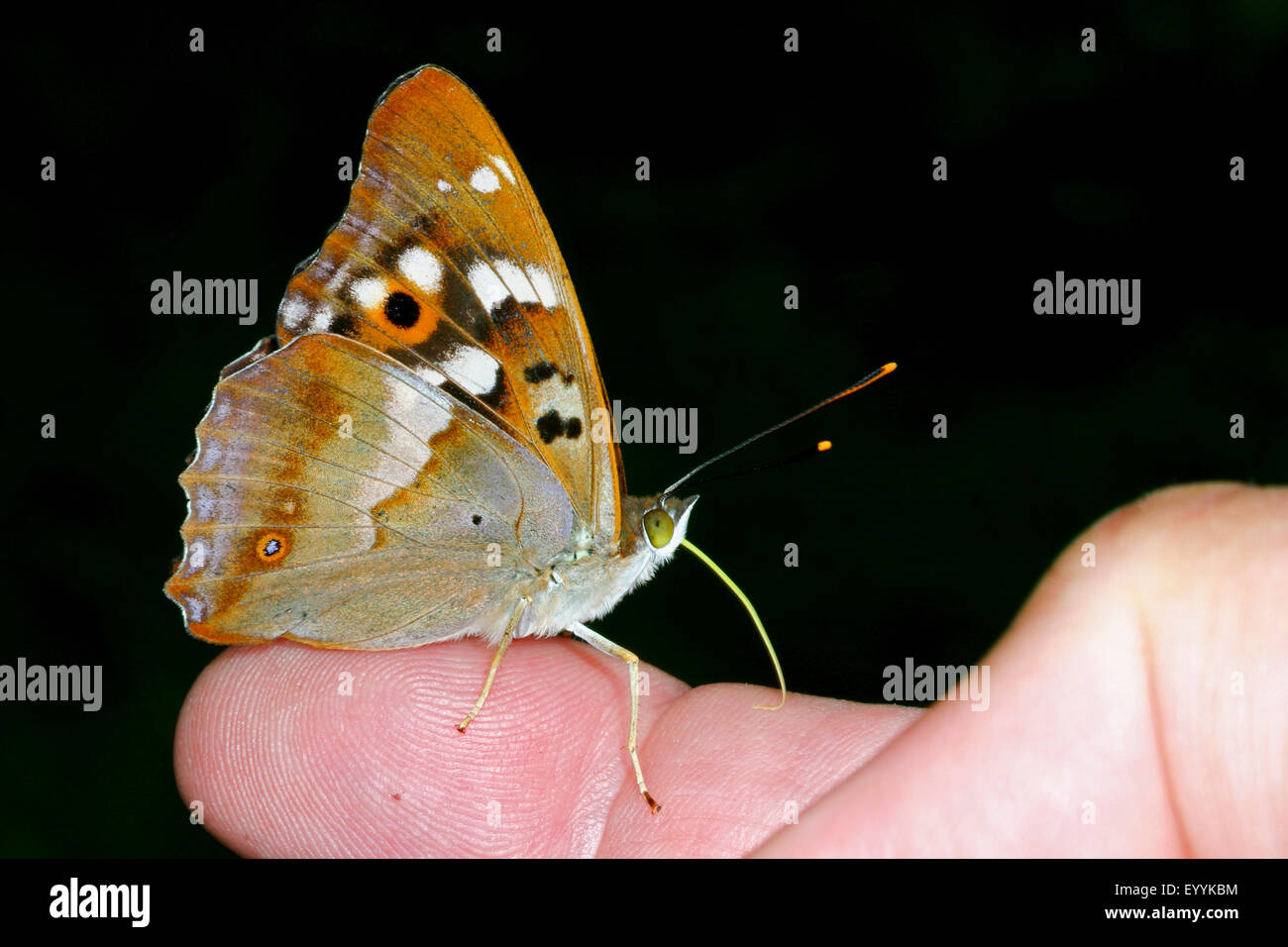 Lesser Purple Emperor (Apatura ilia, Apatura barcina), on a finger ...