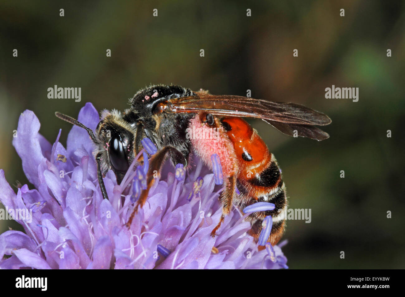 Scabious Mining Bee (Andrena hattorfiana), on a scabious flower ...