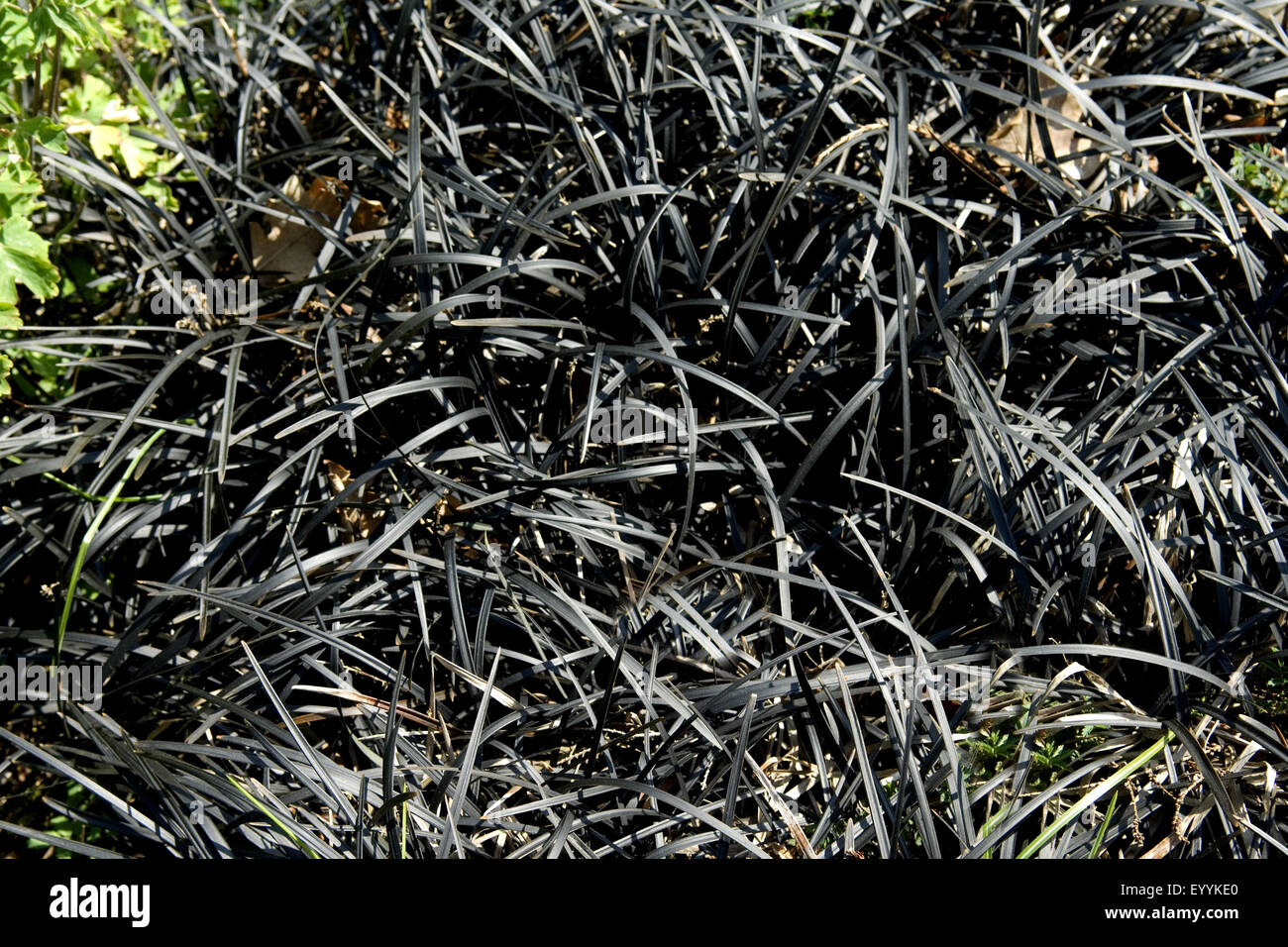 Snake beard black snake beards rock garden hi-res stock photography and ...