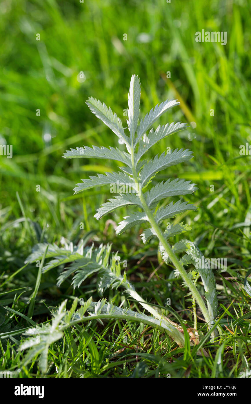 silver weed, silverweed cinquefoil (Potentilla anserina), leaves ...