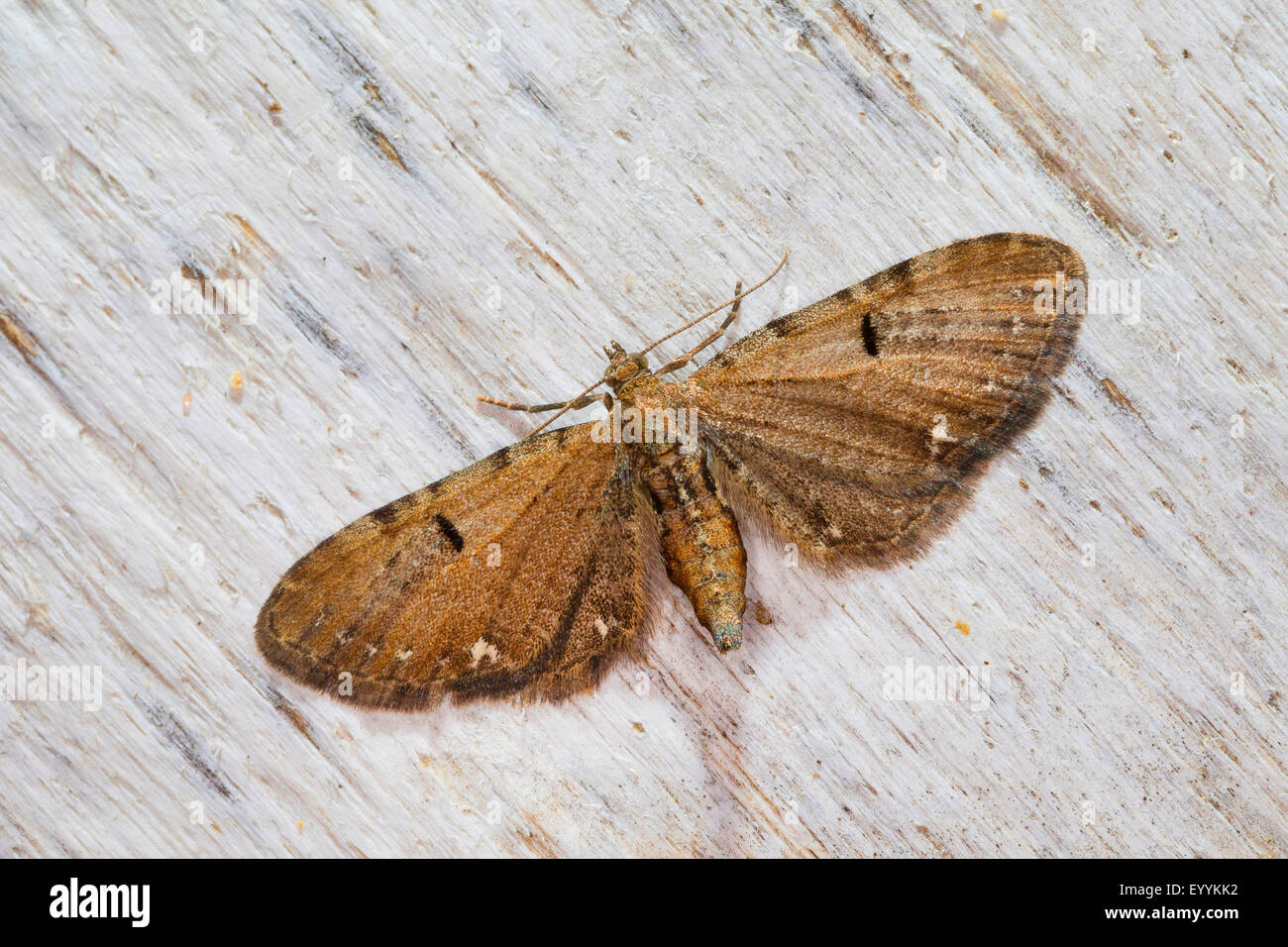 Pug moth hi-res stock photography and images - Alamy