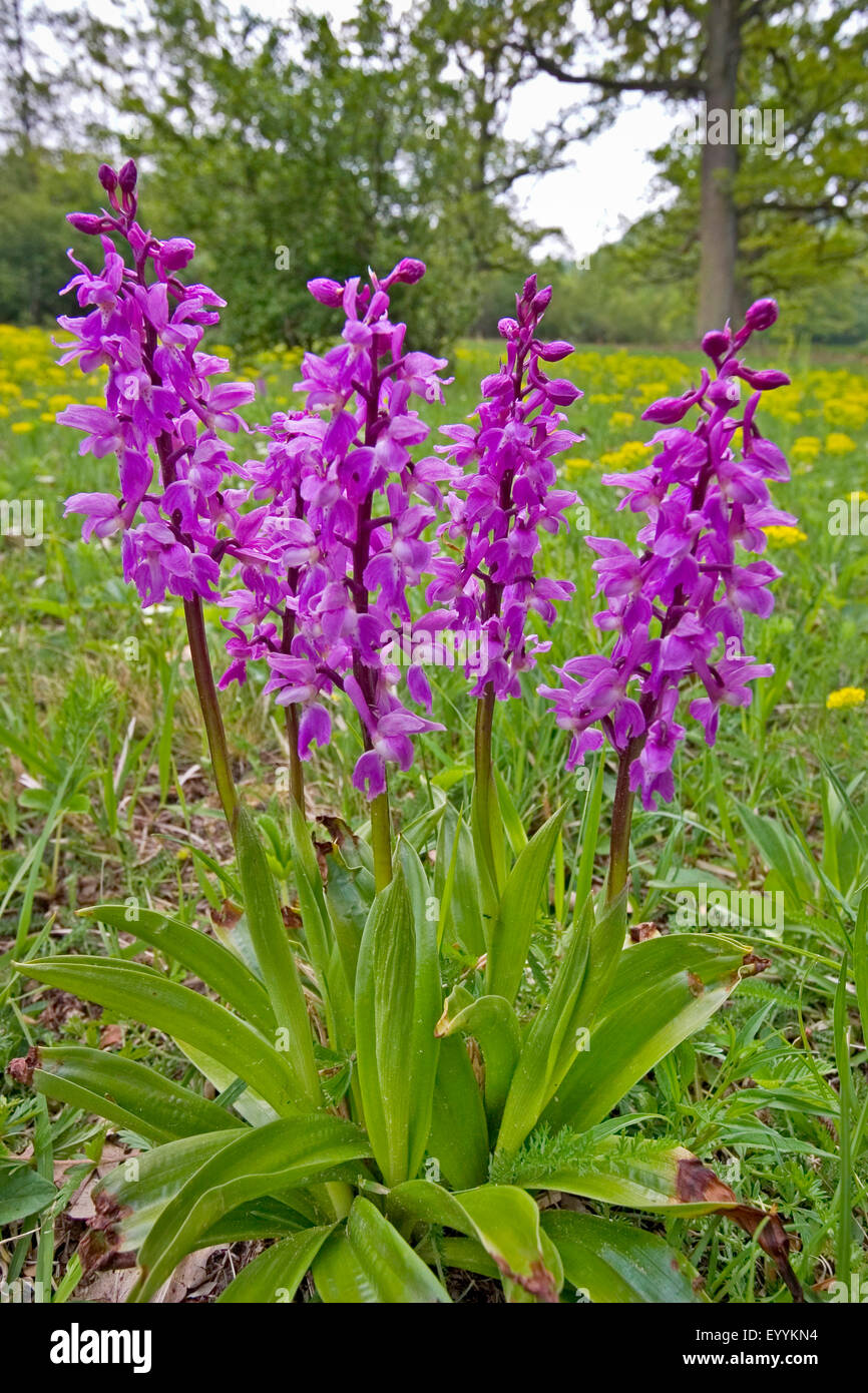 early-purple orchid (Orchis mascula), five flowering early-purple ...