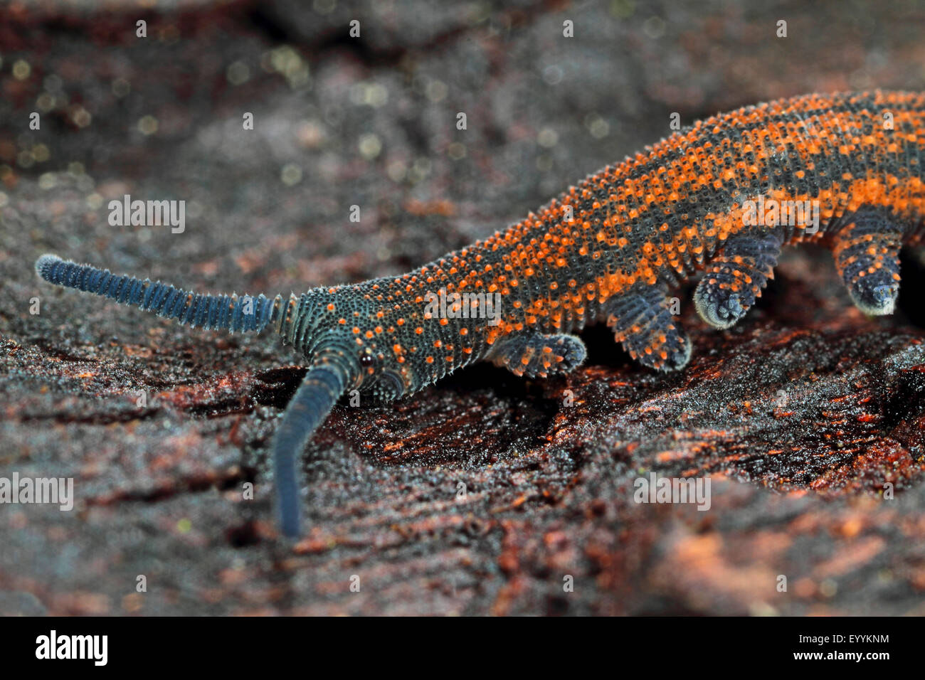 Peripatus, Velvet worm (Peripatoides novaezealandiae), portrait Stock ...