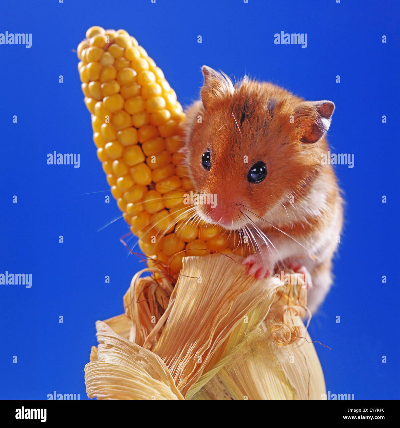 golden hamster (Mesocricetus auratus), golden hamster climbing on a ...