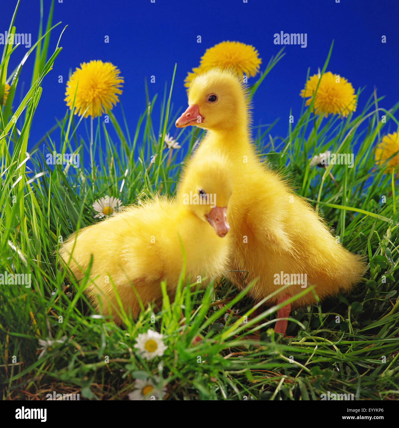 domestic goose (Anser anser f. domestica), two goose chicks in a flower ...