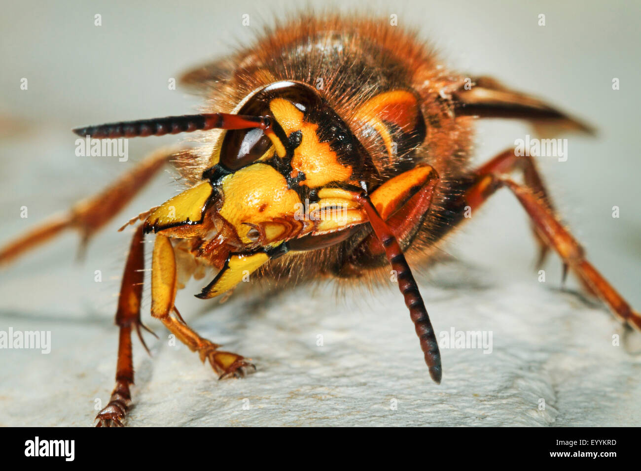Median wasp (Dolichovespula media), grooming, Germany Stock Photo - Alamy