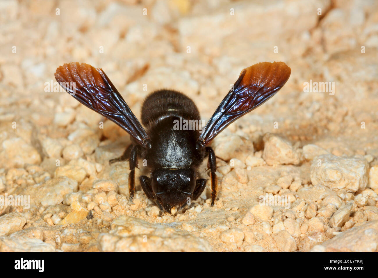 wall bee, mason bee (Megachile parietina, Chalicodoma parietina ...