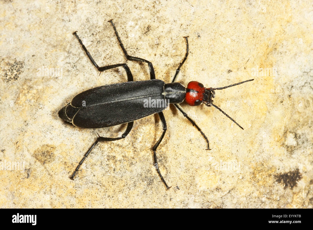 Oil beetle, Black oil beetle (Epicauta rufidorsum), on the ground Stock ...