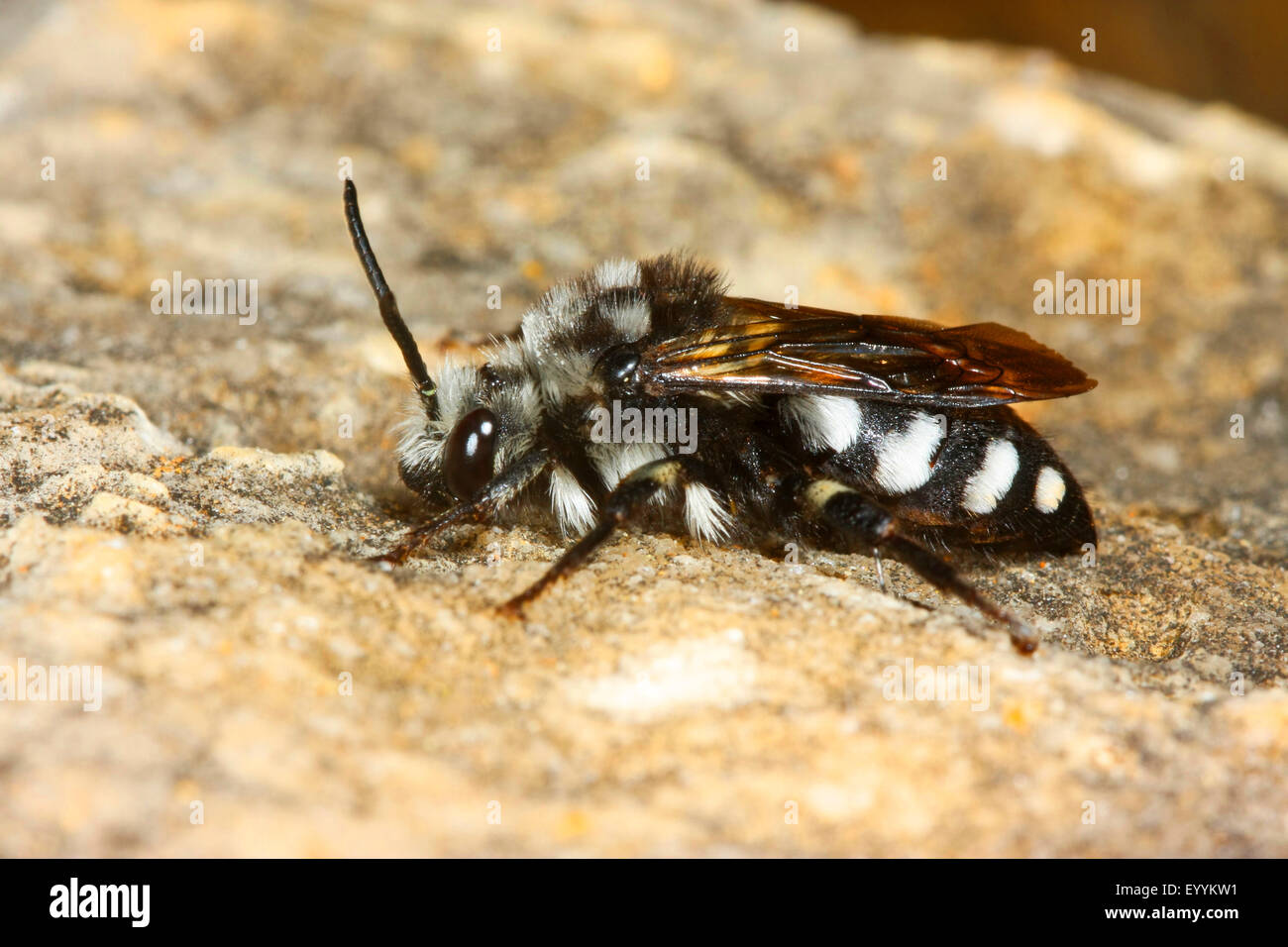 Black-and-white cuckoo bee (Melecta luctuosa), on a stone, Germany ...