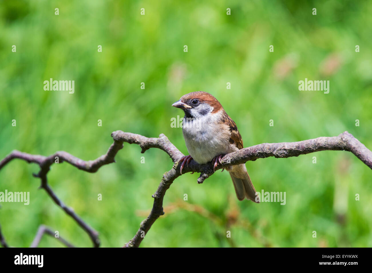 Fledged immature hi-res stock photography and images - Alamy
