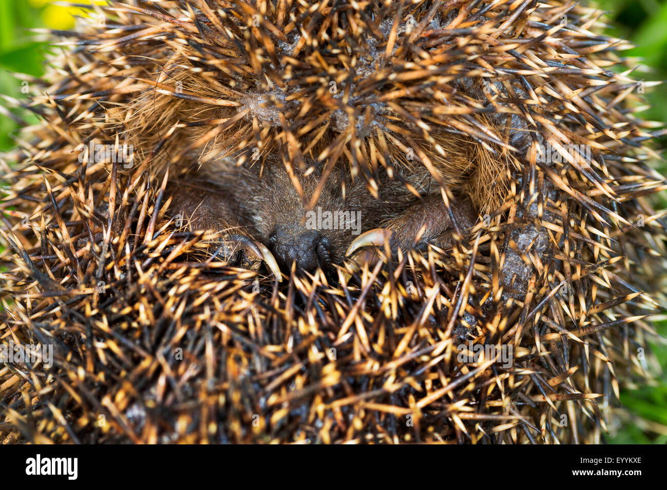 Western hedgehog, European hedgehog (Erinaceus europaeus), rolled ...