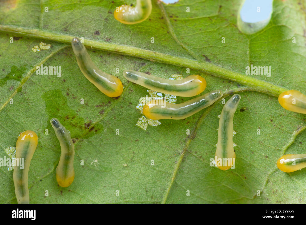 Oak slug sawfly, Oak slugworm (Caliroa annulipes, Eriocampoides ...