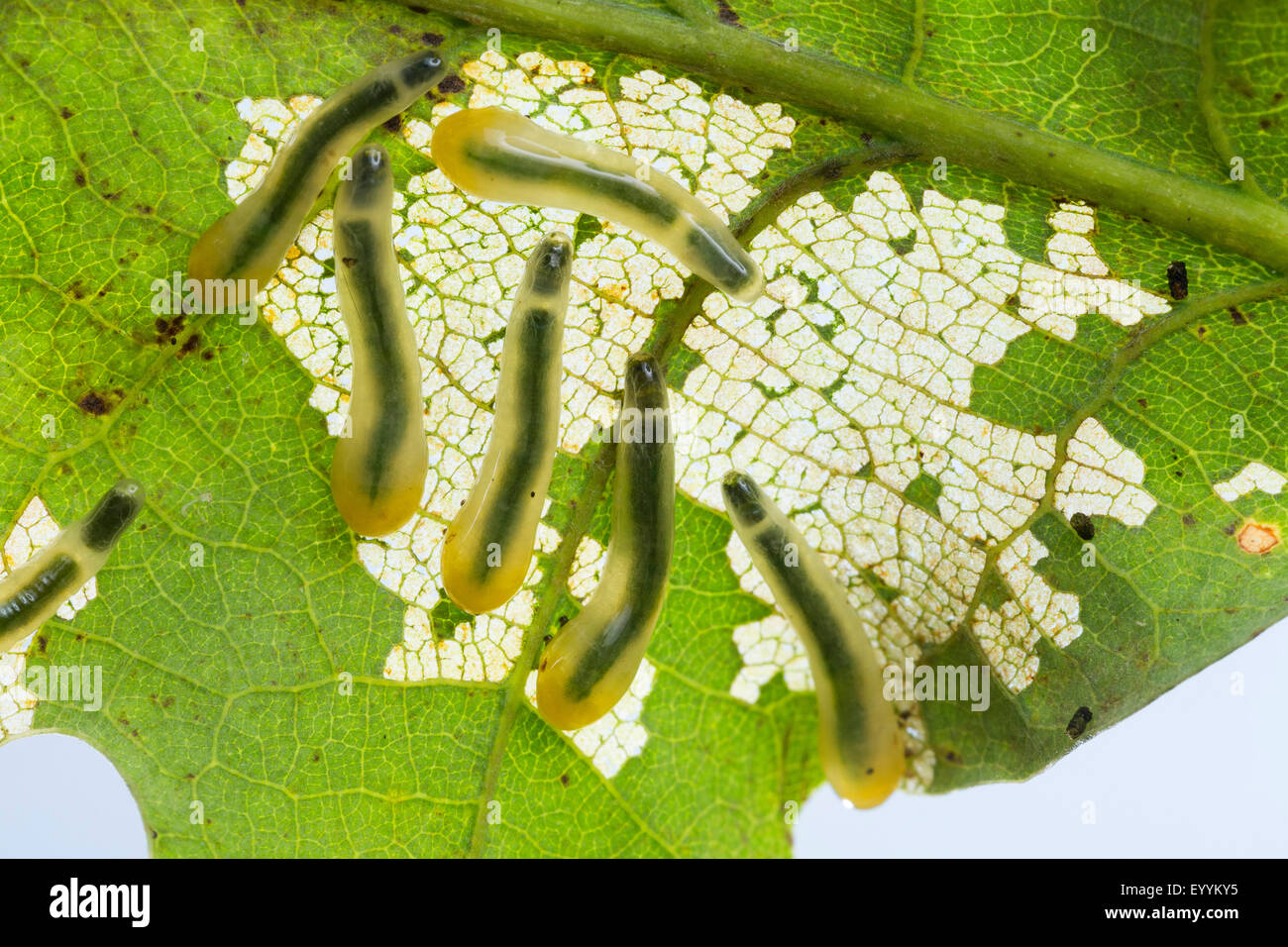 Oak slug sawfly, Oak slugworm (Caliroa annulipes, Eriocampoides ...