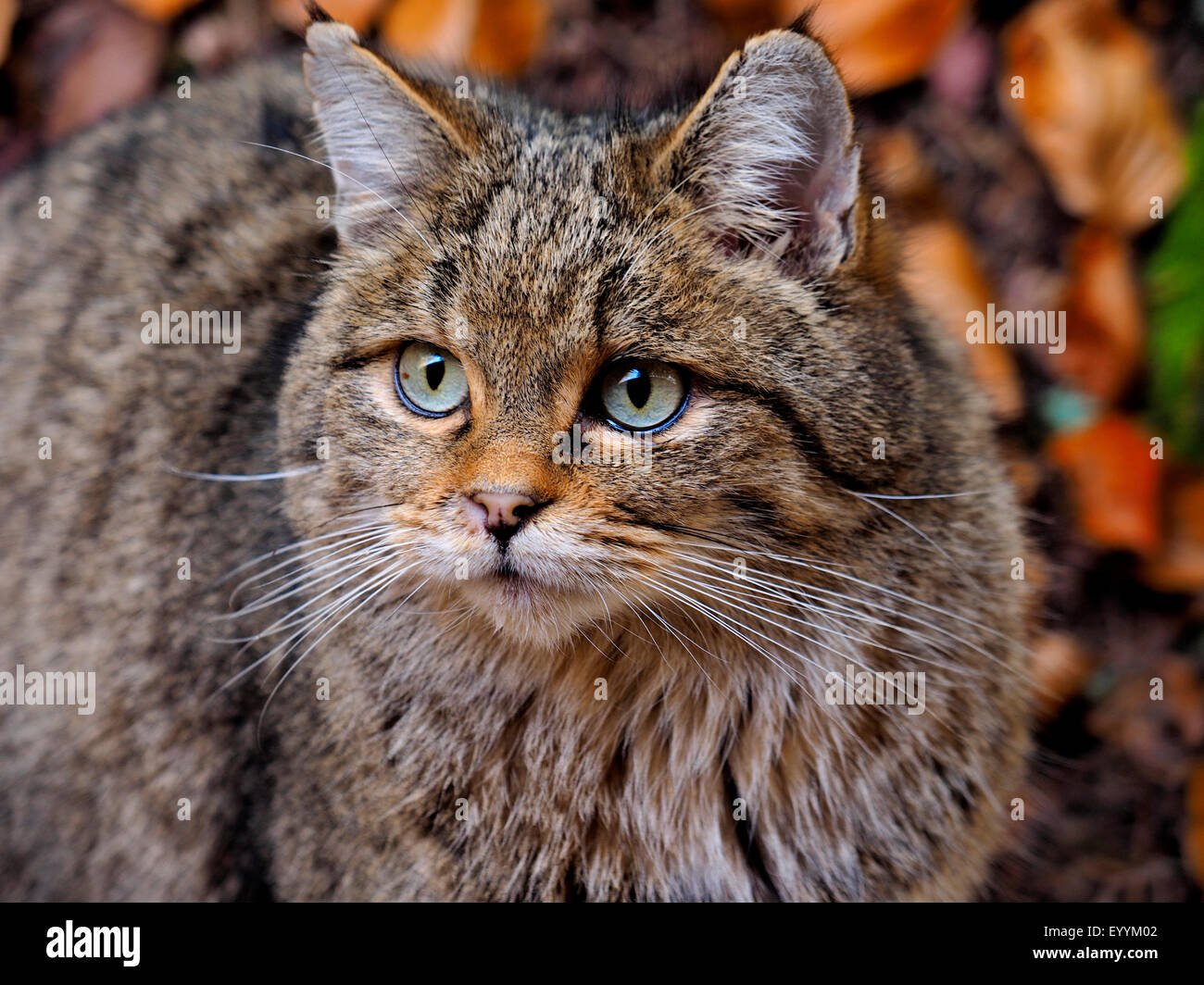 European wildcat, forest wildcat (Felis silvestris silvestris ...
