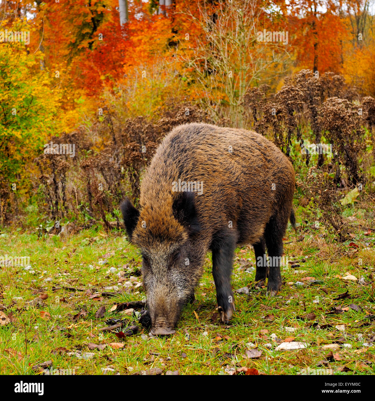 wild boar, pig, wild boar (Sus scrofa), wild sow standing in an ...
