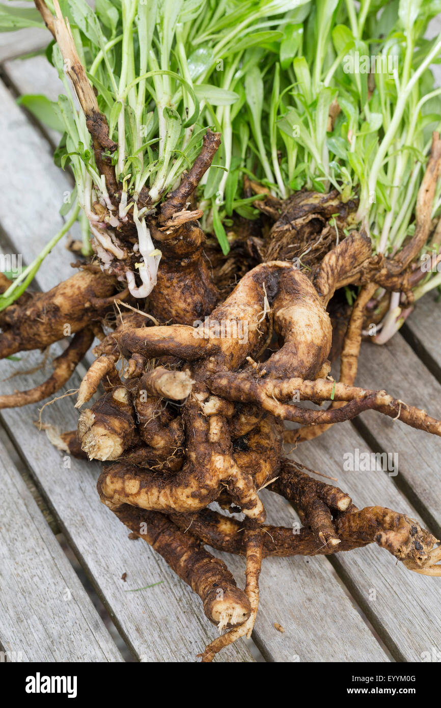 Saponaria roots hi-res stock photography and images - Alamy