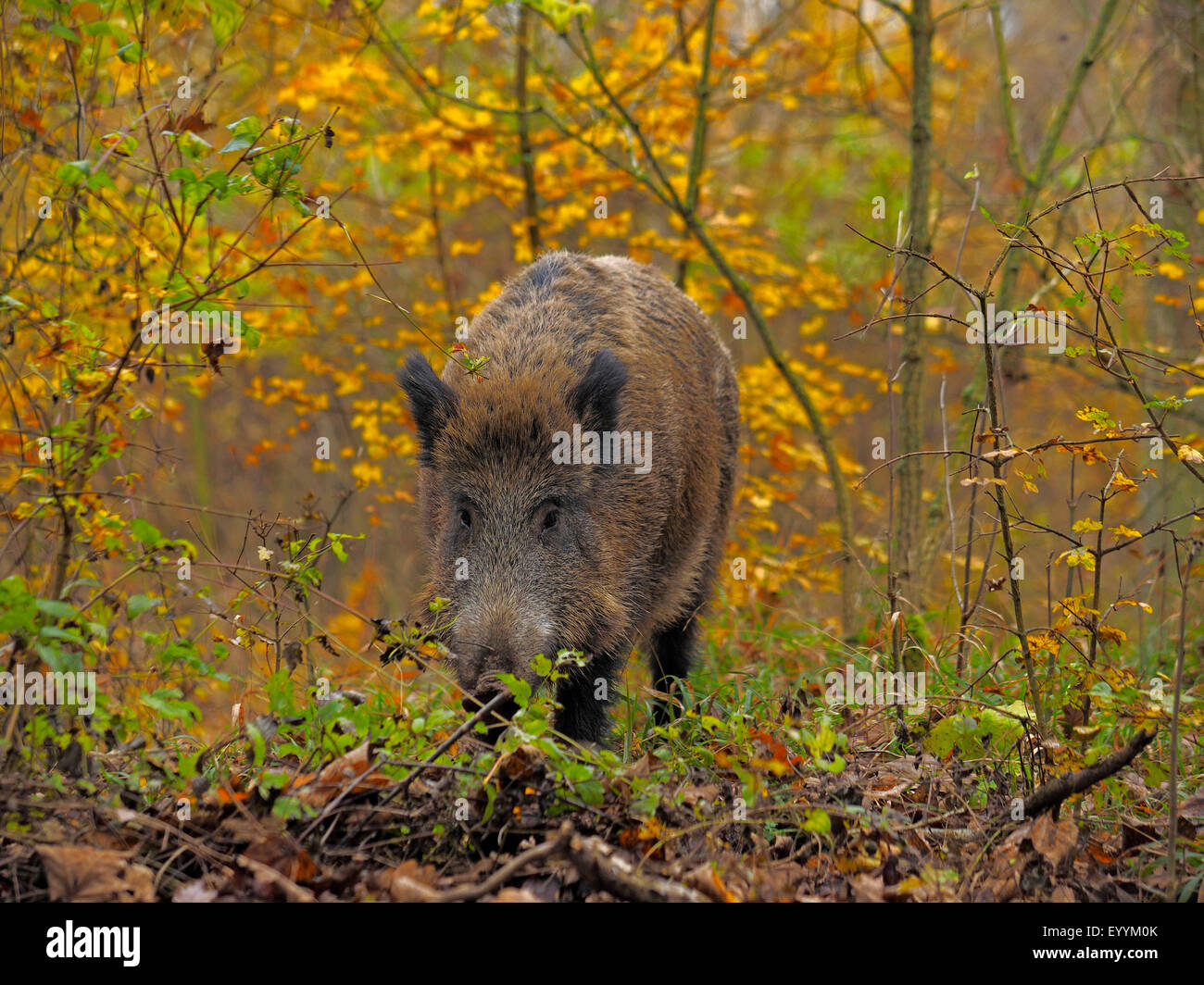 wild boar, pig, wild boar (Sus scrofa), wild sow standing in a ...