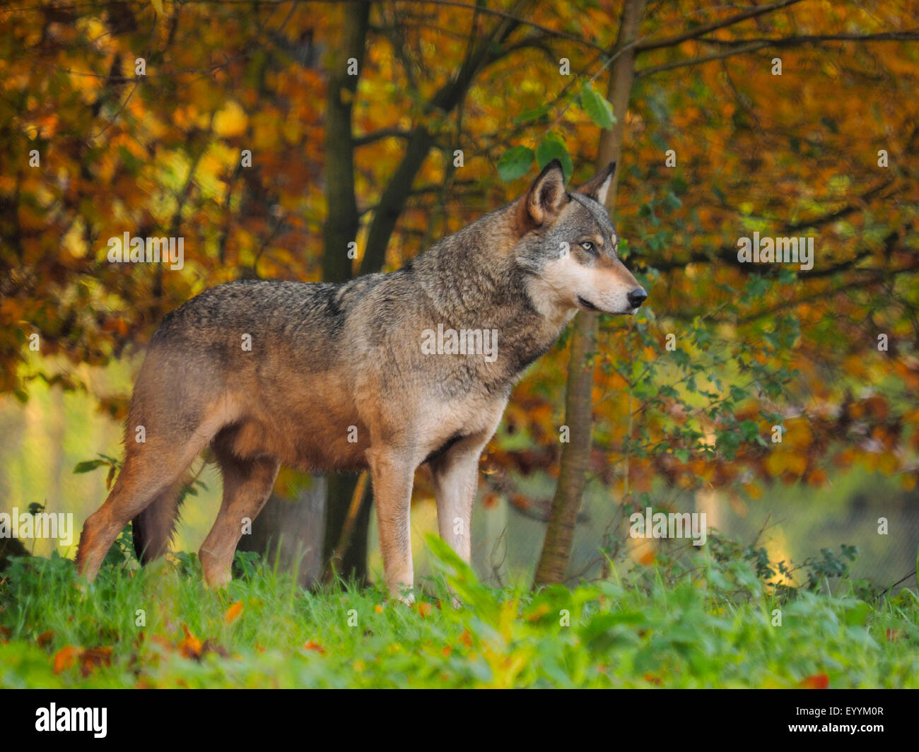 European gray wolf (Canis lupus lupus), standing at the forest edge in ...