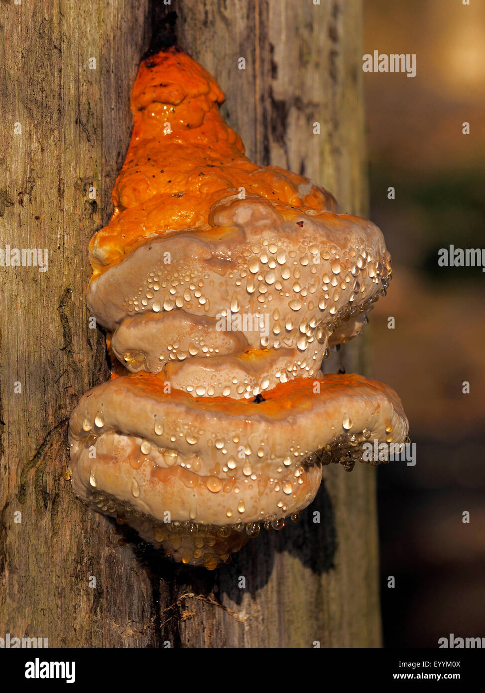 Individual brackets hi-res stock photography and images - Alamy