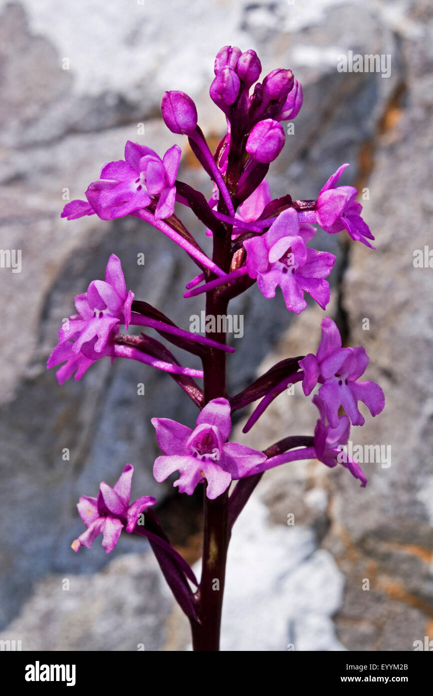 Four-spotted Orchis, Four Spotted Orchid (Orchis quadripunctata ...