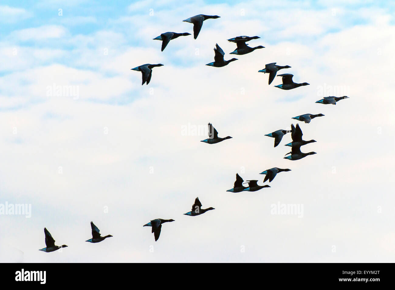 brent goose (Branta bernicla), brent geese in flight, Germany ...