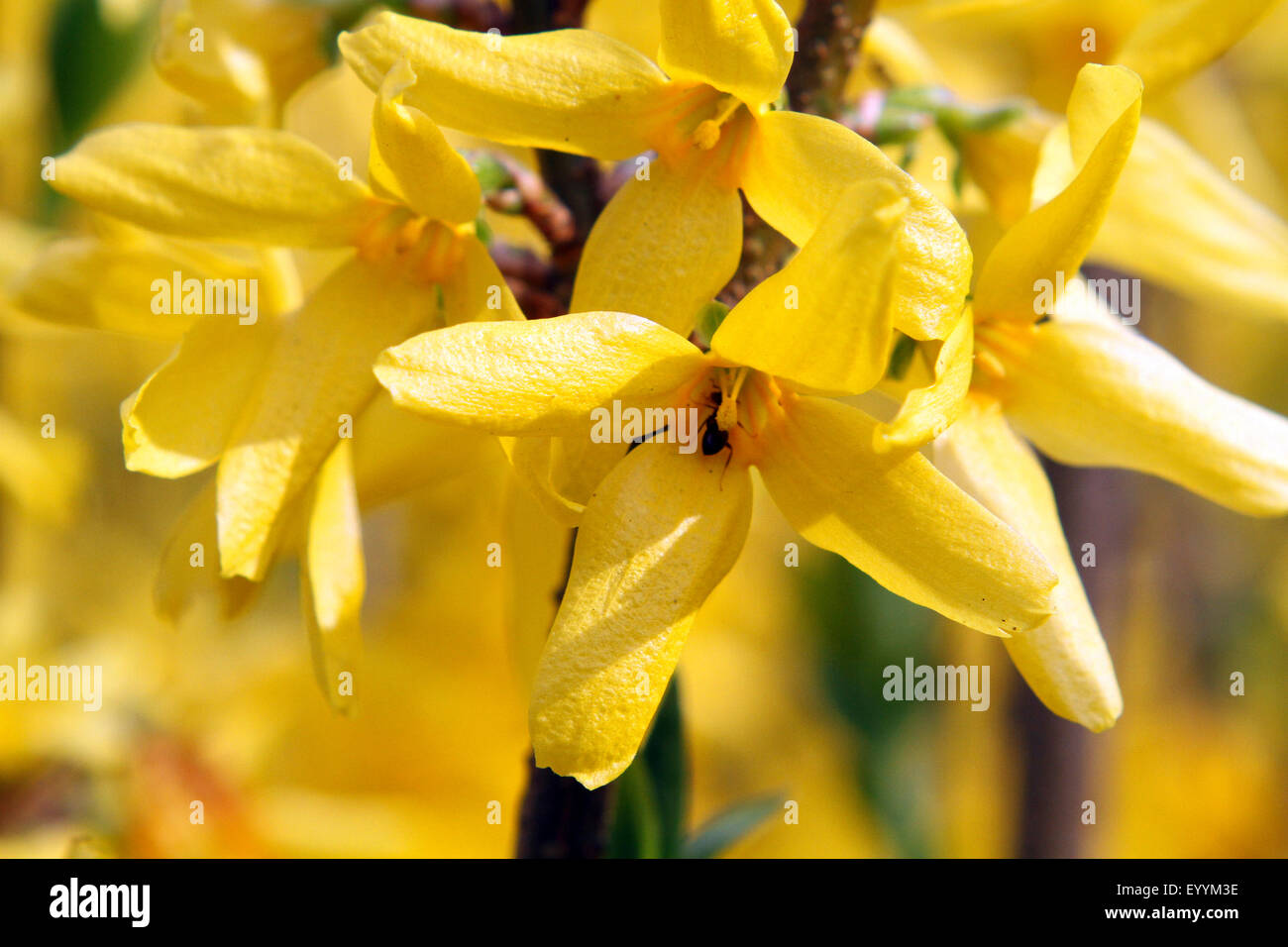 Common forsythia (Forsythia x intermedia, Forsythia intermedia ...