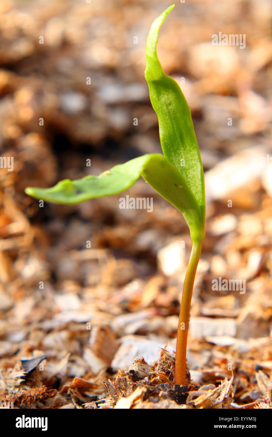Sycamore seedling hi-res stock photography and images - Alamy