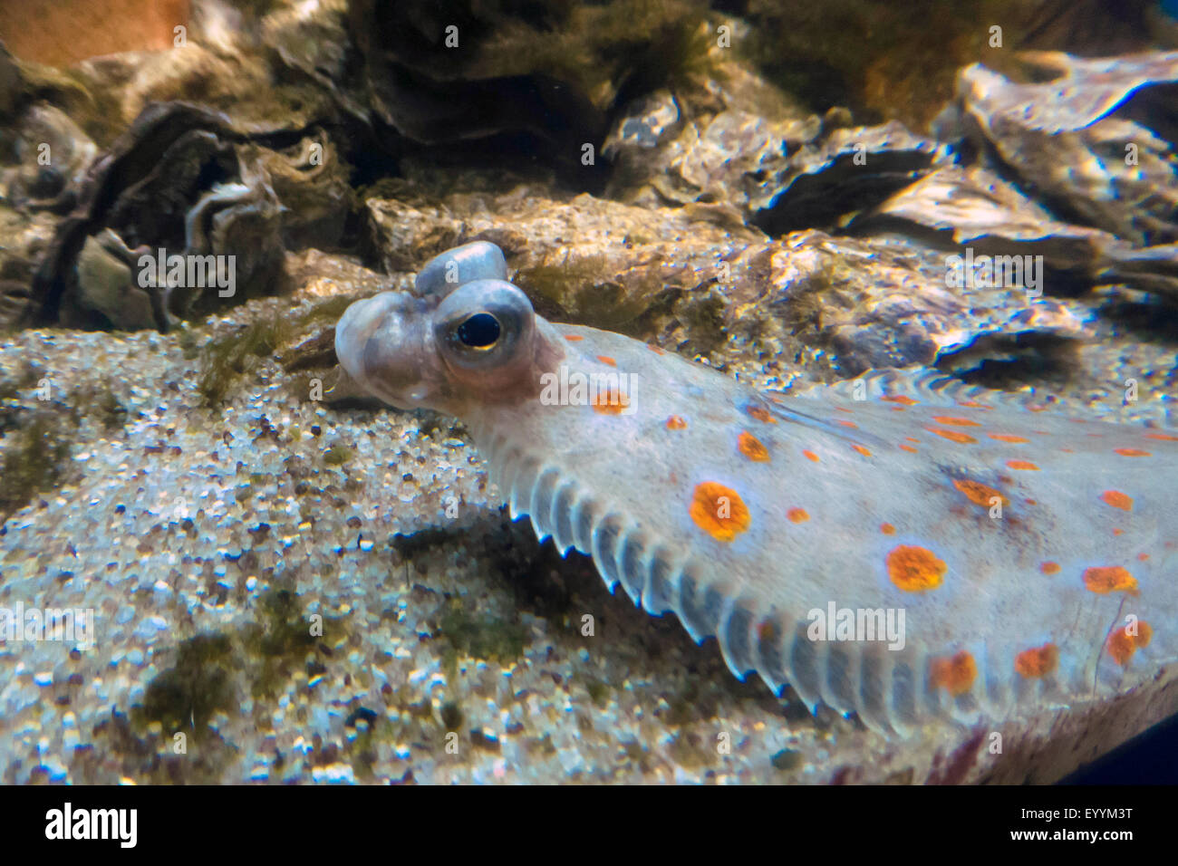 Young plaice hi-res stock photography and images - Alamy