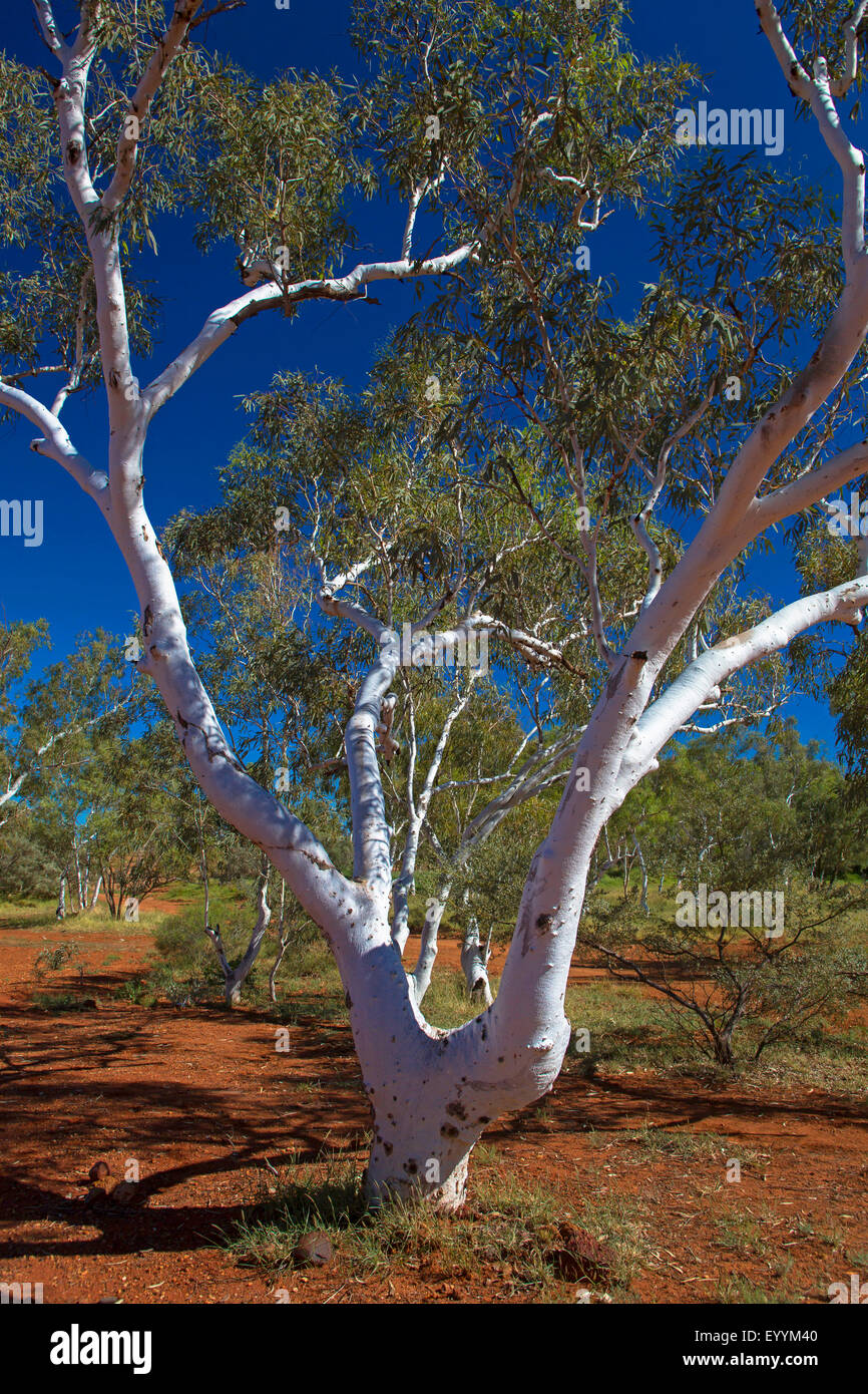 Australia gum tree eucalyptus High Resolution Stock Photography and ...