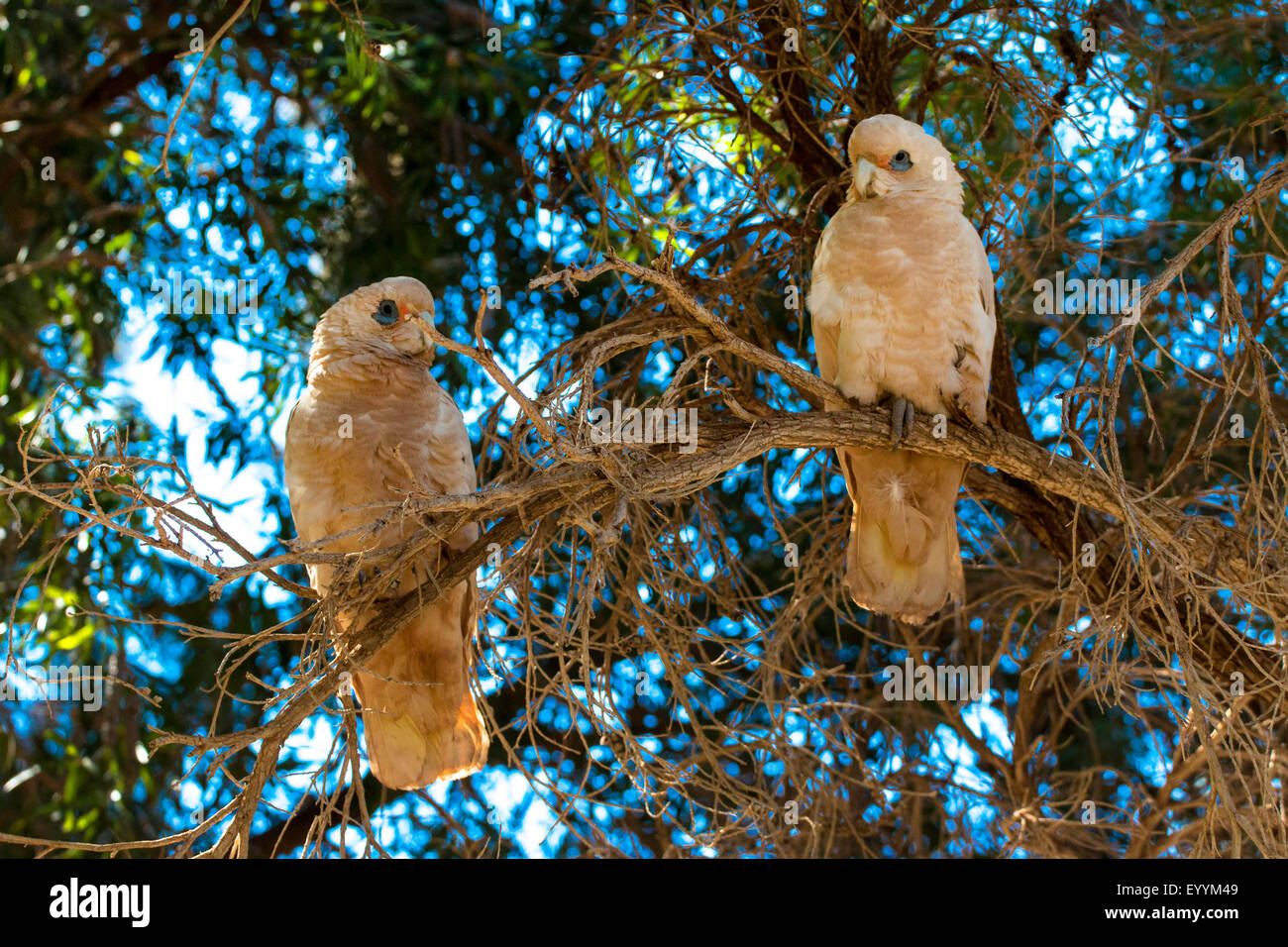 little corella (Cacatua sanguinea), two little corellas on a tree ...
