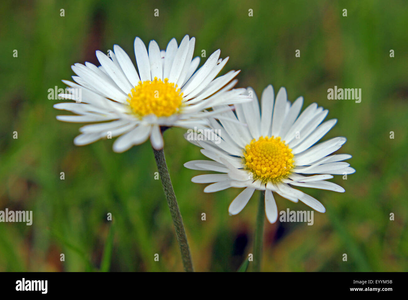 common daisy, lawn daisy, English daisy (Bellis perennis), two daisies ...