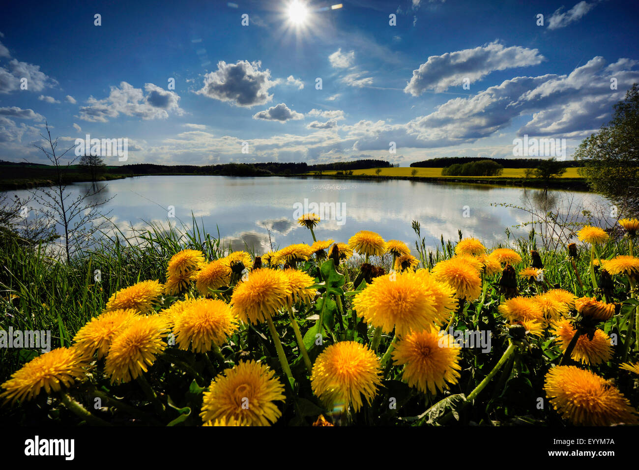 common dandelion (Taraxacum officinale), blooming dandelions on the ...