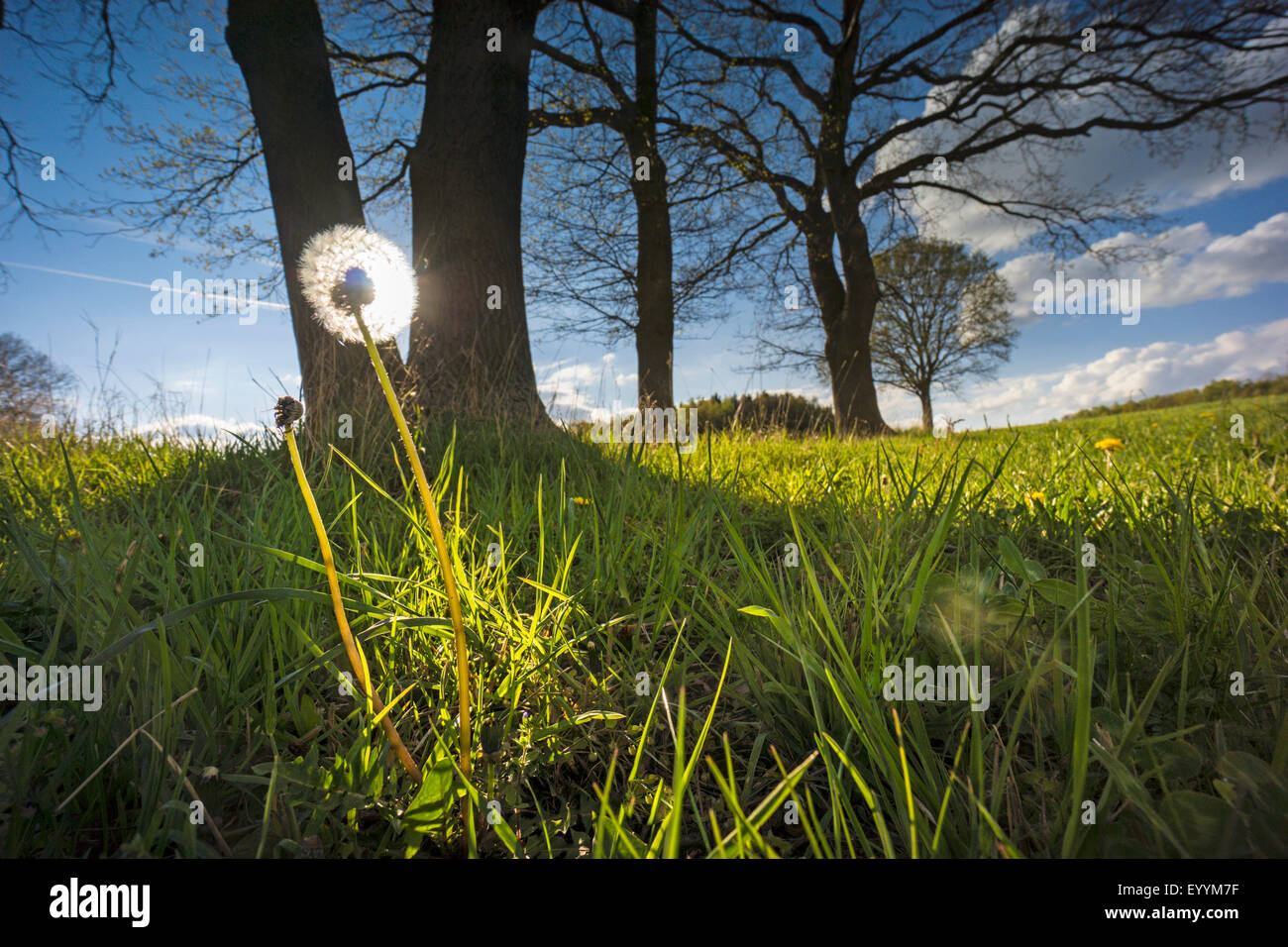 common dandelion (Taraxacum officinale), blowball in a meadow in ...