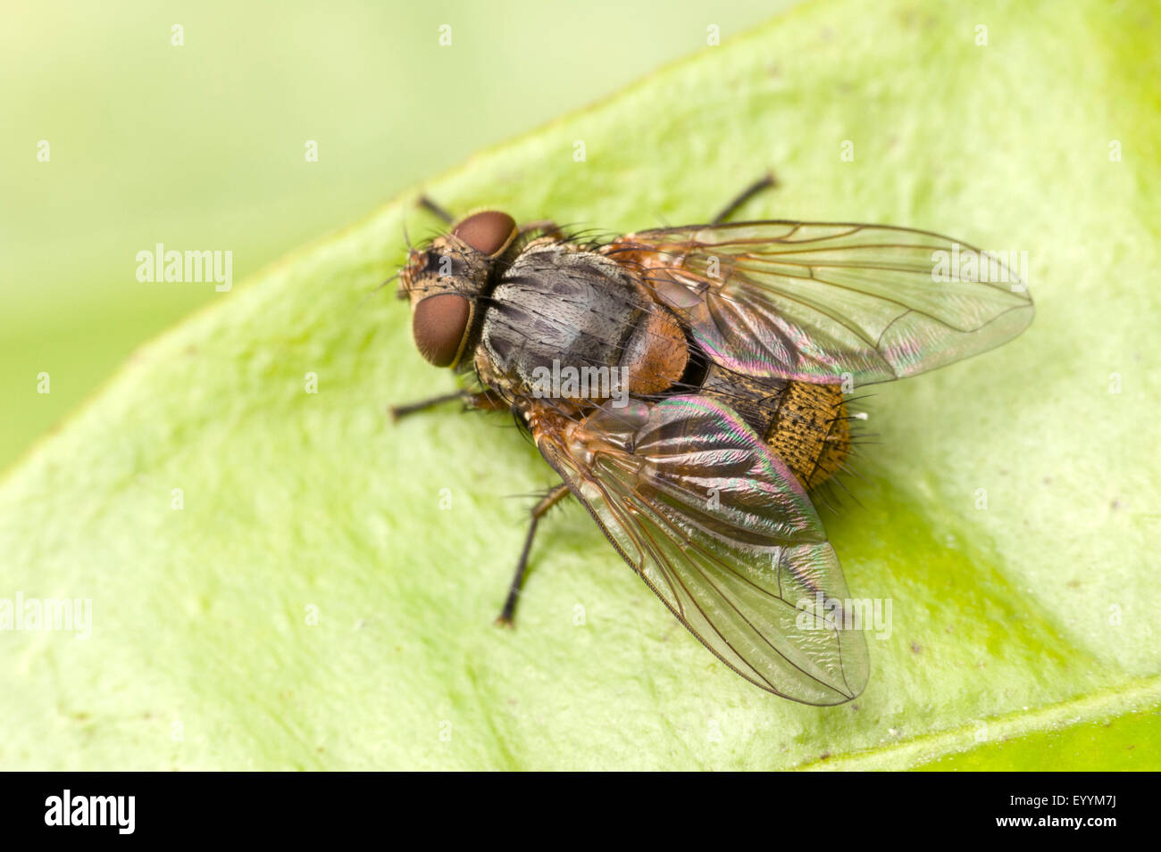 Parasite fly tachinidae hi-res stock photography and images - Alamy