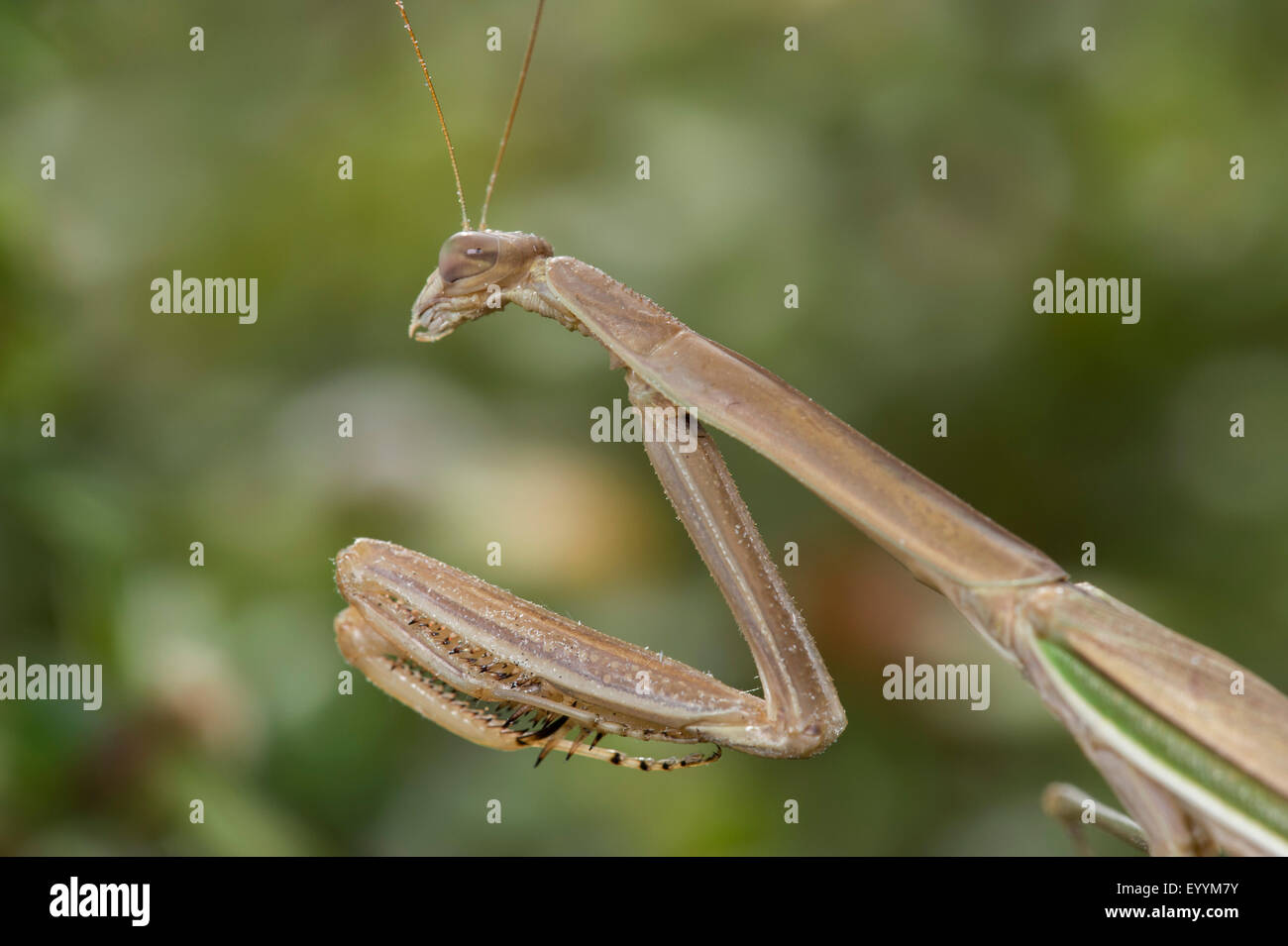 Australasiae hi-res stock photography and images - Alamy