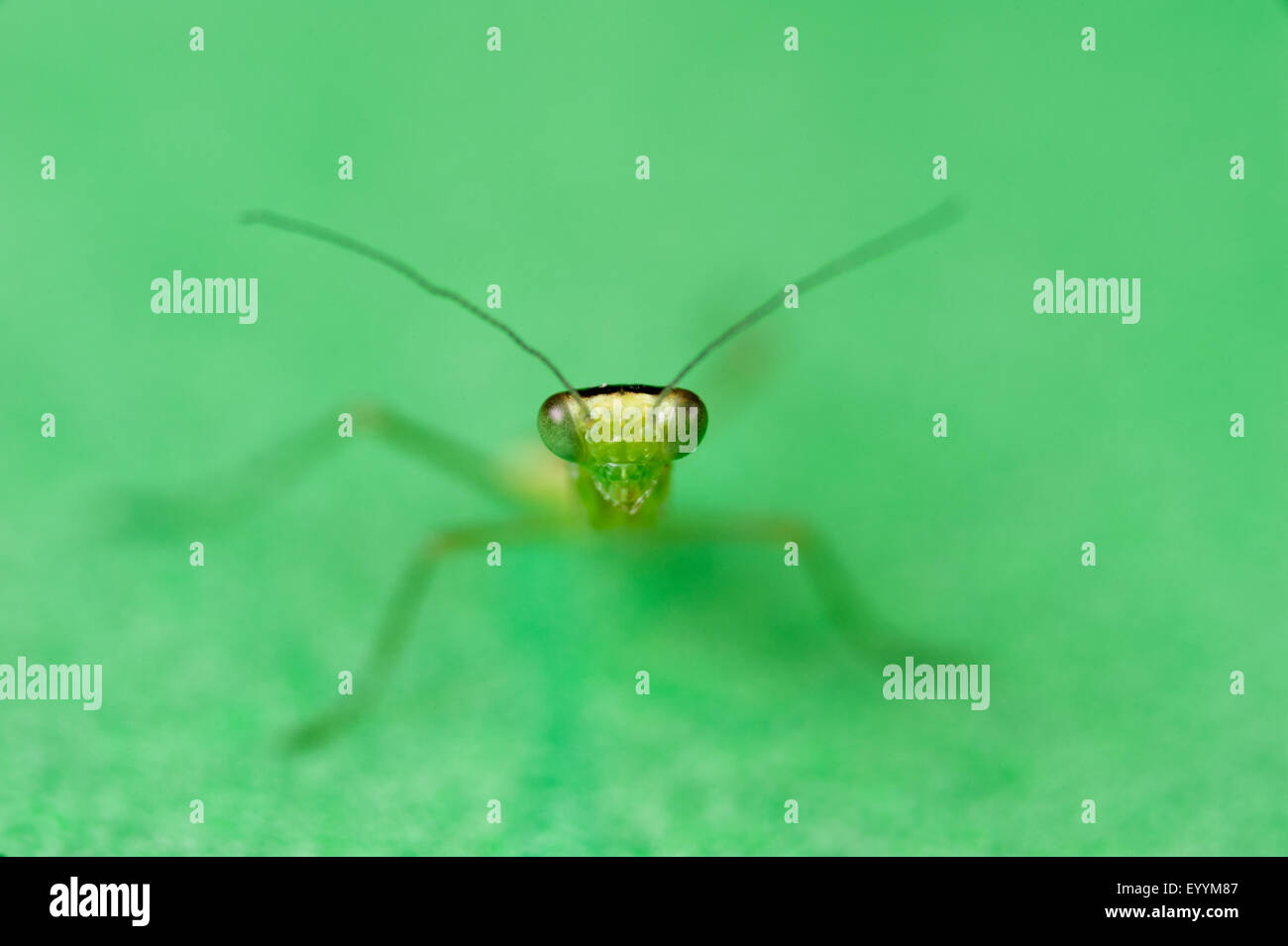 Praying mantis nymph narrow focus on green background Stock Photo - Alamy
