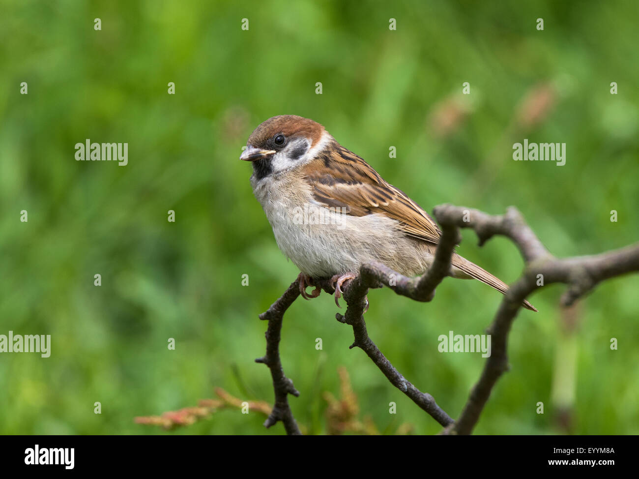 Fledged immature hi-res stock photography and images - Alamy