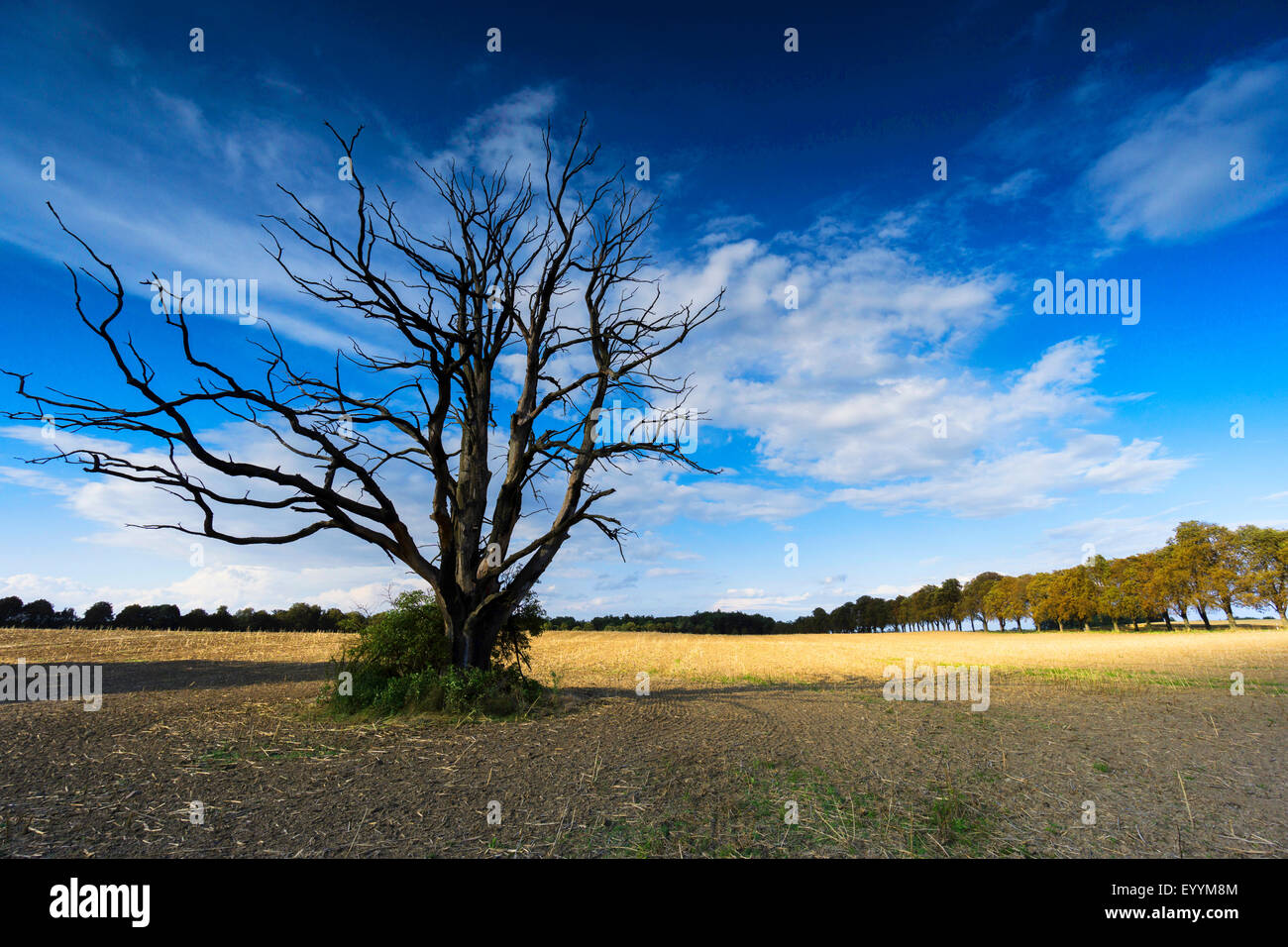 Field of dead plants hi-res stock photography and images - Alamy