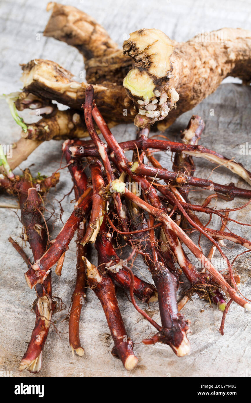 Bouncingbet, Bouncing-bet, Soapwort (Saponaria officinalis), root and ...