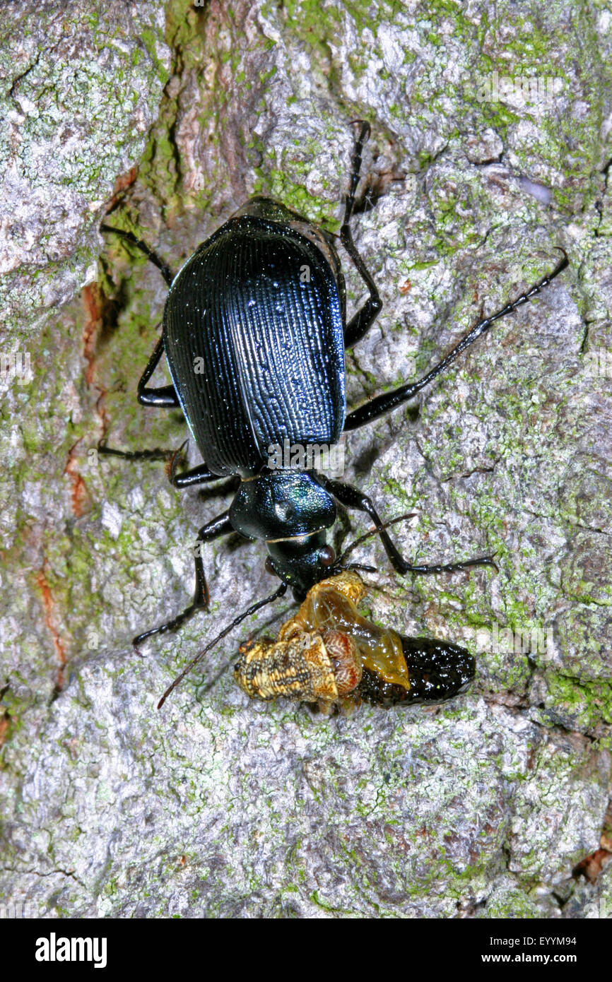 Ground beetle calosoma inquisitor hi-res stock photography and images ...