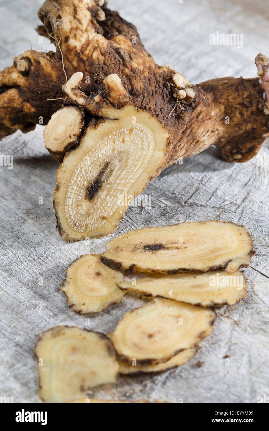 Bouncingbet, Bouncing-bet, Soapwort (Saponaria officinalis), sliced ...