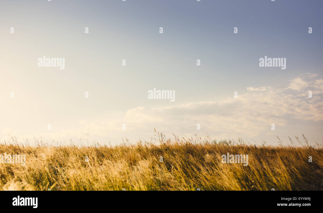 Summer background hi-res stock photography and images - Alamy