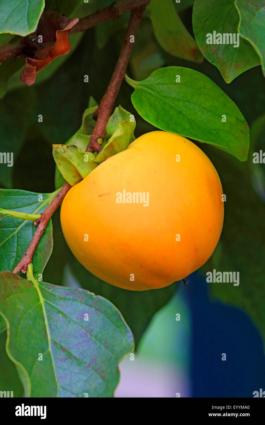 kaki plum tree, Japanese persimmon (Diospyros kaki 'Lycopersicum ...