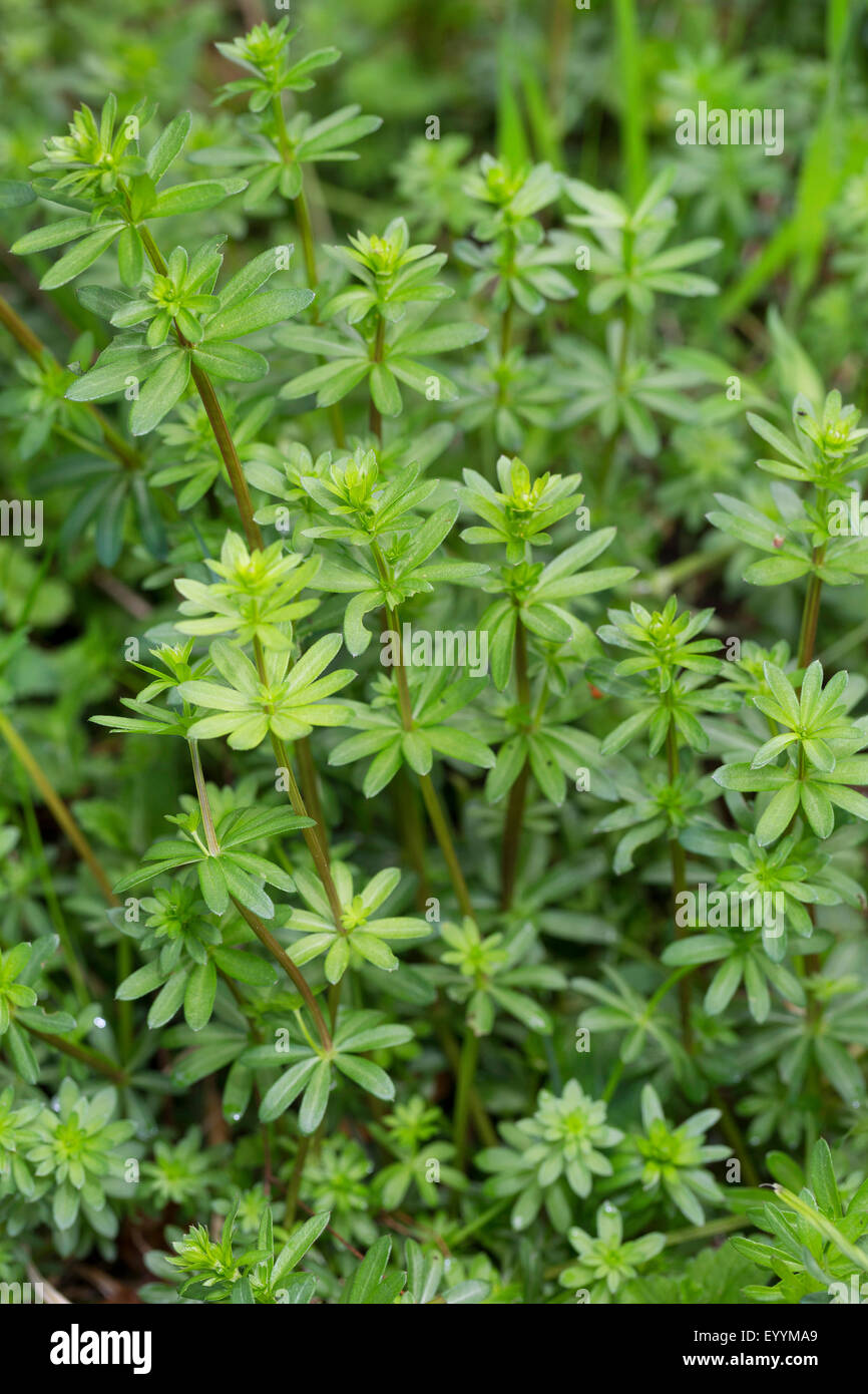 Smooth bedstraw hi-res stock photography and images - Alamy